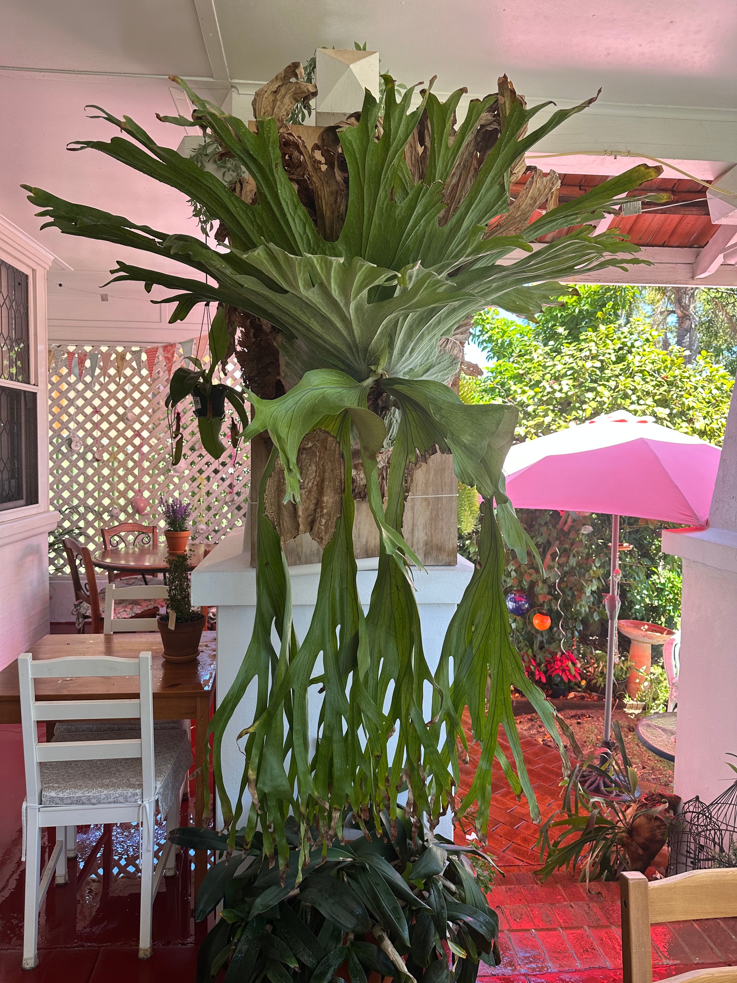 Best Scones in Perth! | Heritage Home Devonshire Tea House